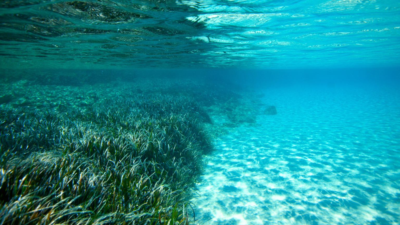 Reverting the degradation of seagrass meadows in the Mediterranean Sea ...
