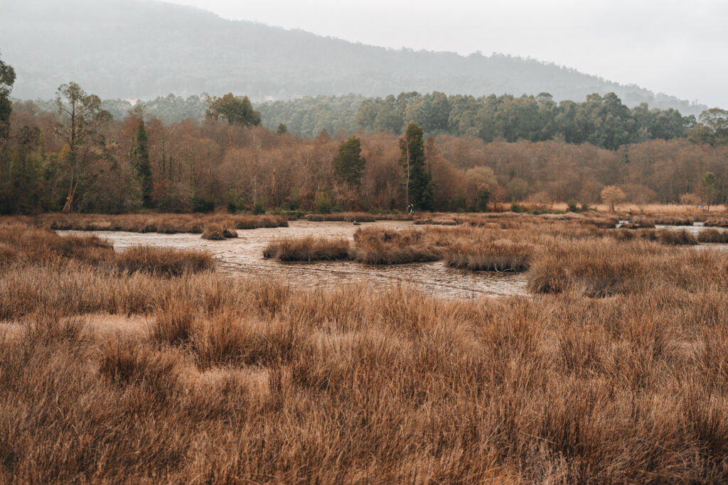 Restoring Europe's wetlands - Bax
